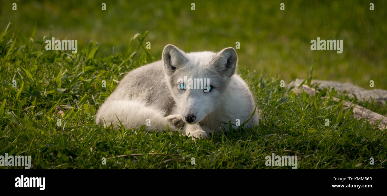 Arctic fox enjoying a summer day Stock Photo - Alamy
