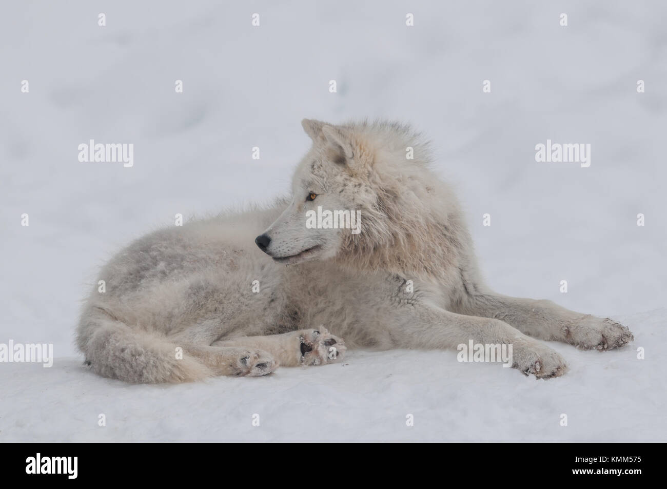 Arctic wolf in the snow Stock Photo - Alamy