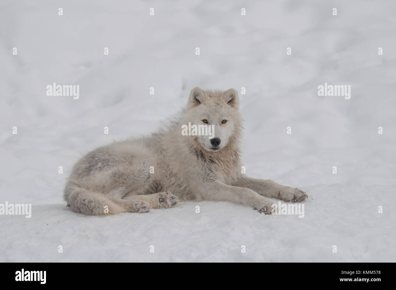 Arctic wolf in the snow Stock Photo - Alamy
