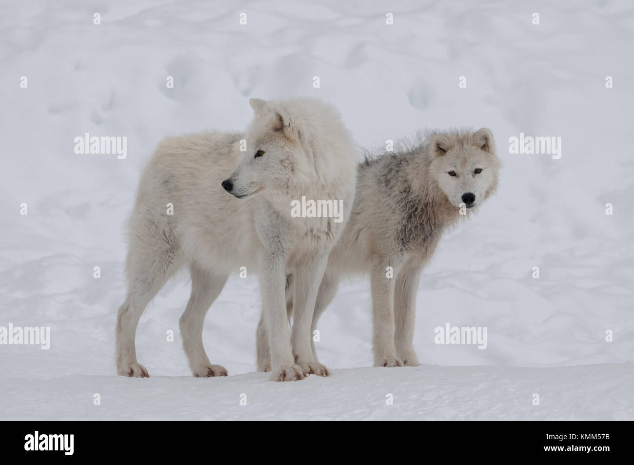 Arctic wolf snow predator hi-res stock photography and images - Alamy