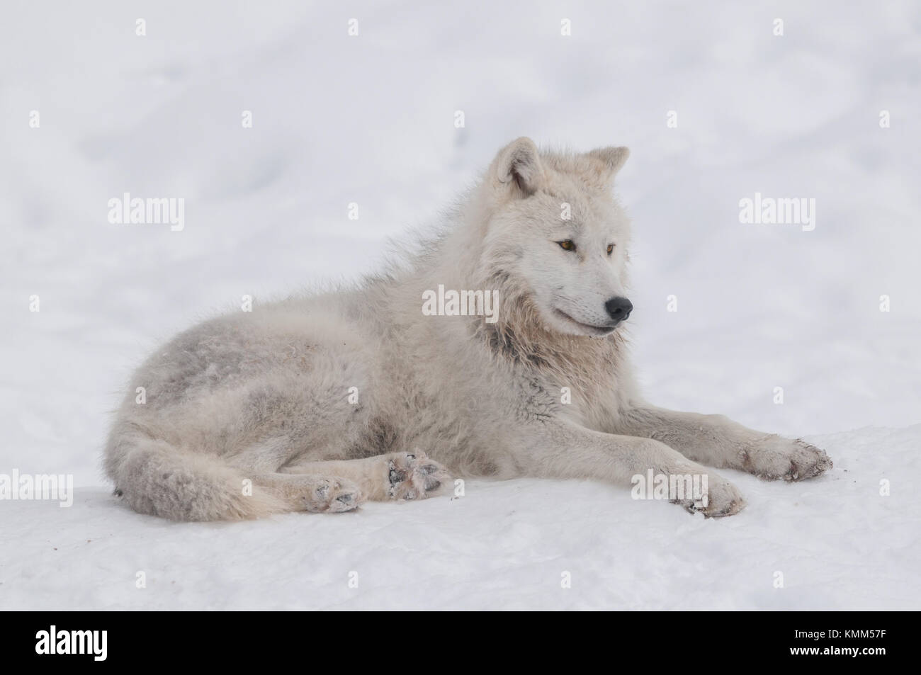 Arctic wolf in the snow Stock Photo - Alamy