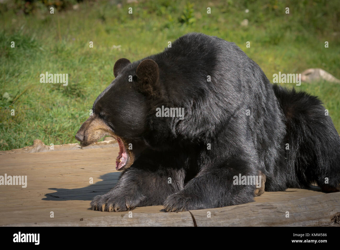 Black bears quebec hi-res stock photography and images - Alamy