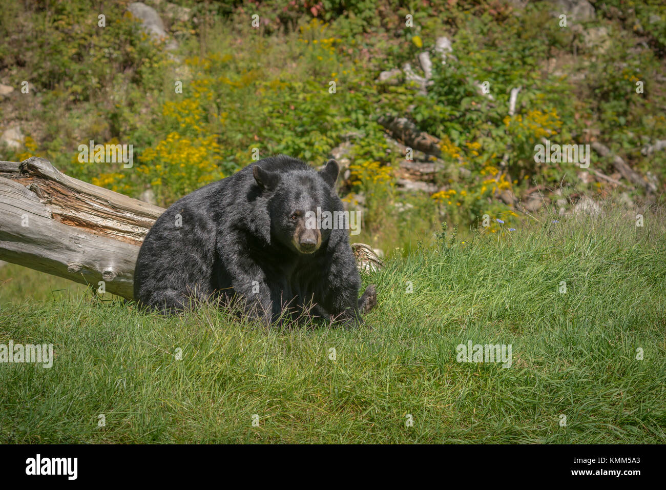 Black bears quebec hi-res stock photography and images - Alamy