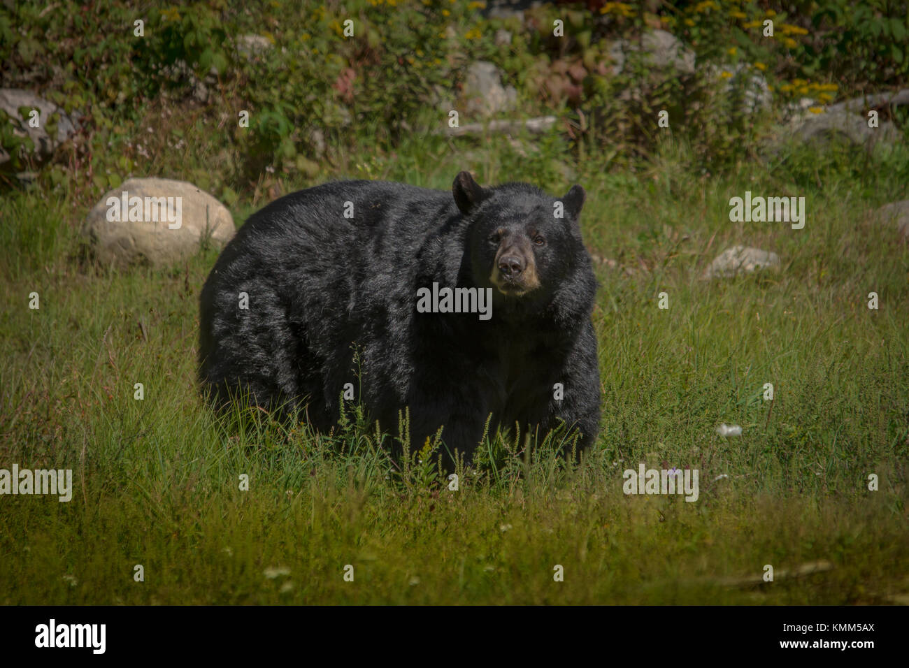 Black bears quebec hi-res stock photography and images - Alamy