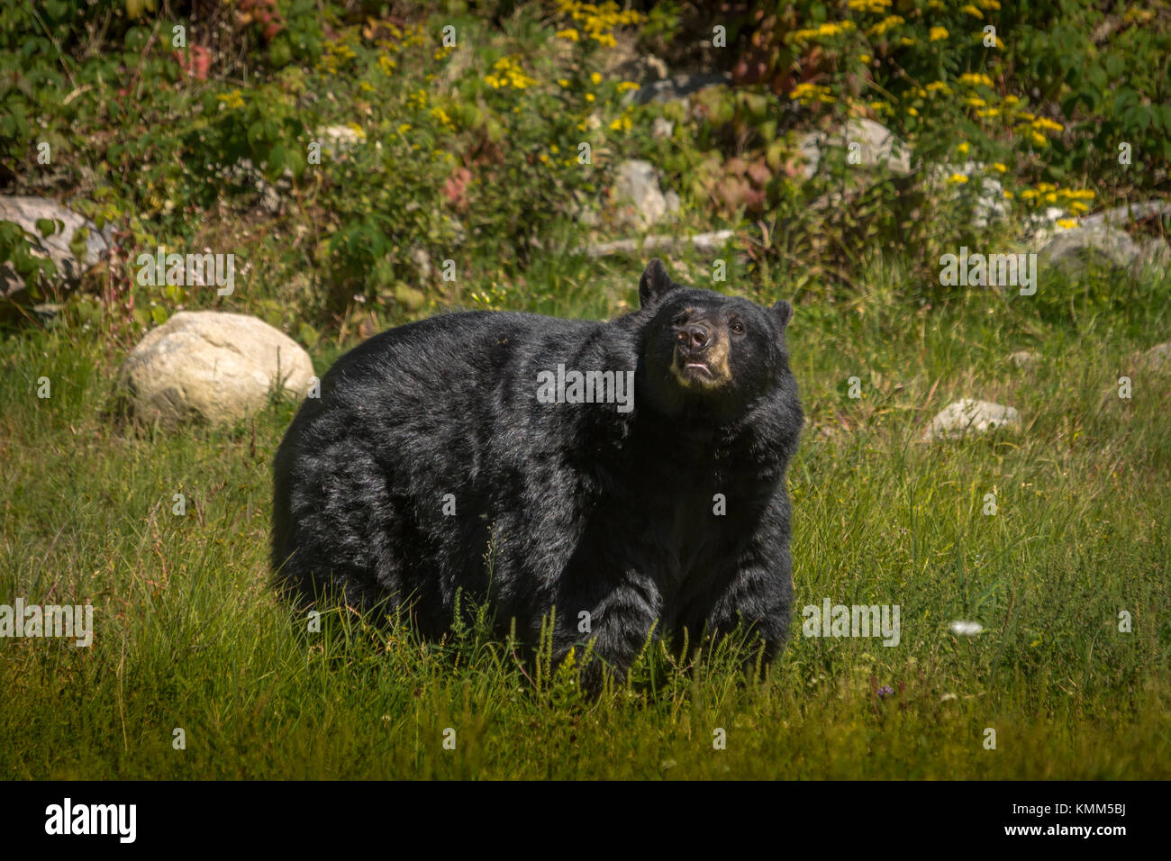 Black bears quebec hi-res stock photography and images - Alamy