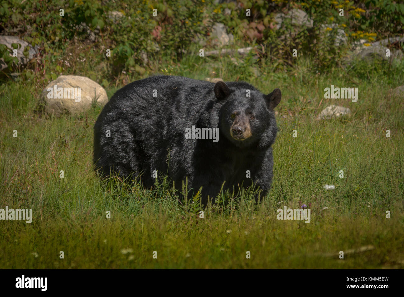 Black bears quebec hi-res stock photography and images - Alamy