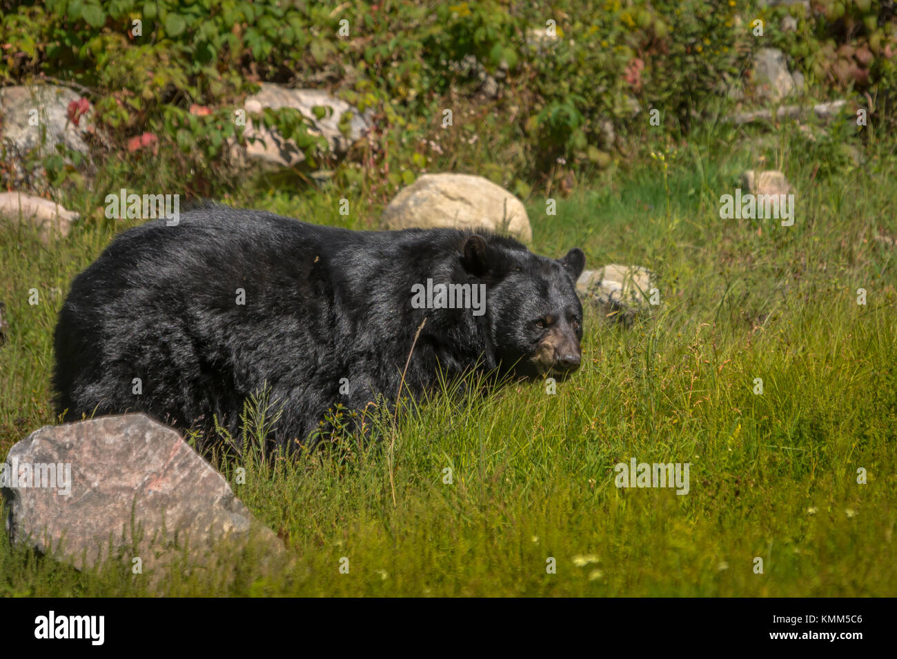 Black bears quebec hi-res stock photography and images - Alamy