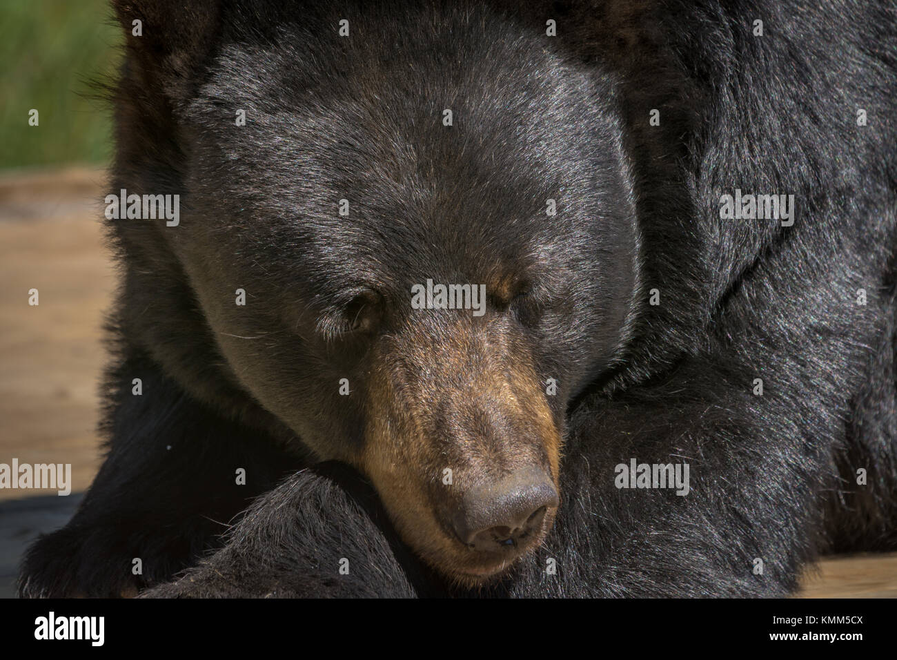 Close up black bear grass hi-res stock photography and images - Alamy