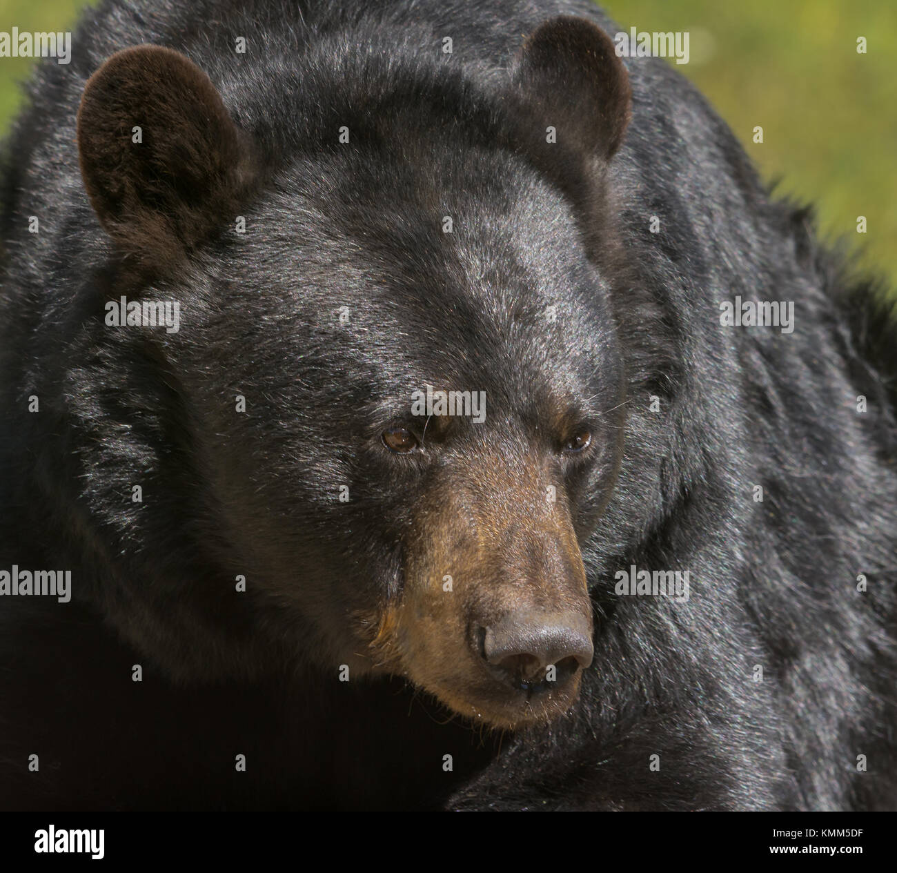 Black bear posing for a close-up Stock Photo - Alamy