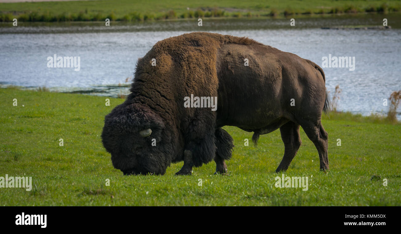Bull bison eating in the summer Stock Photo - Alamy