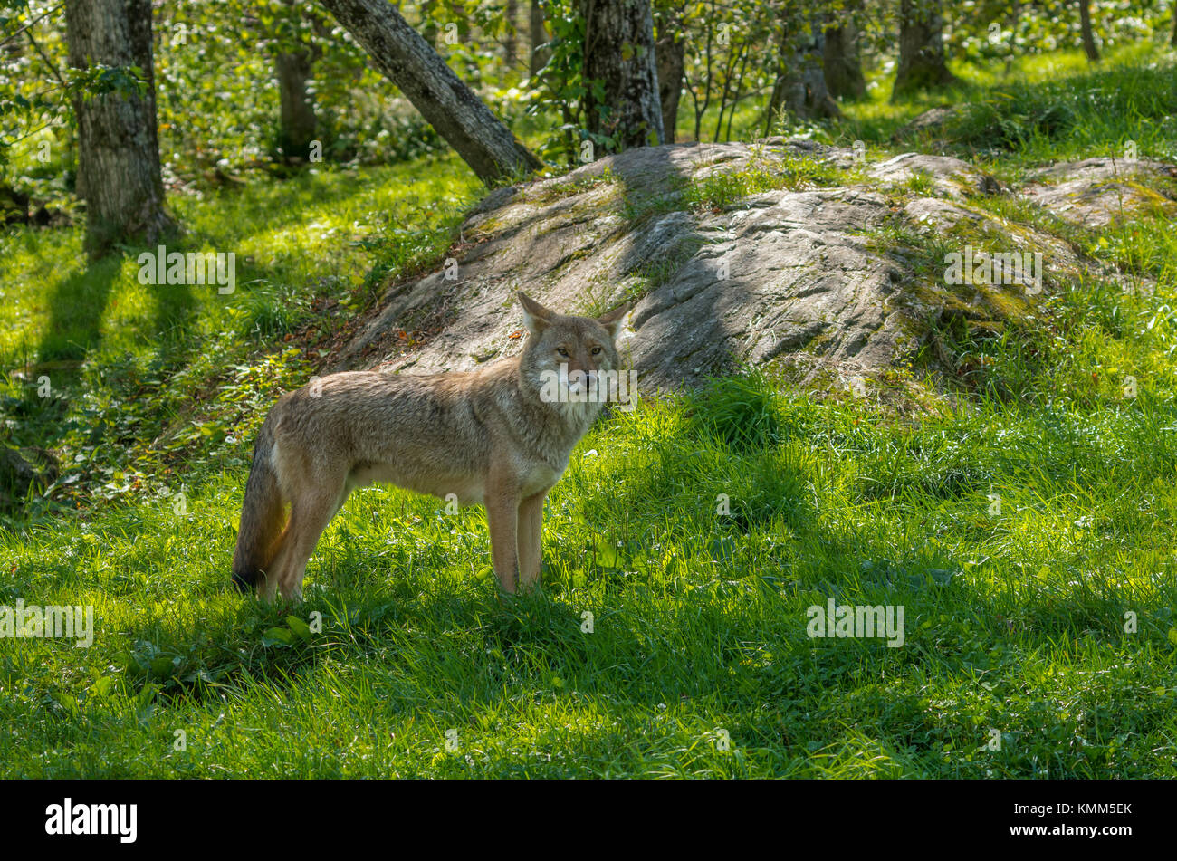 Canadian coyotes in the summer Stock Photo - Alamy
