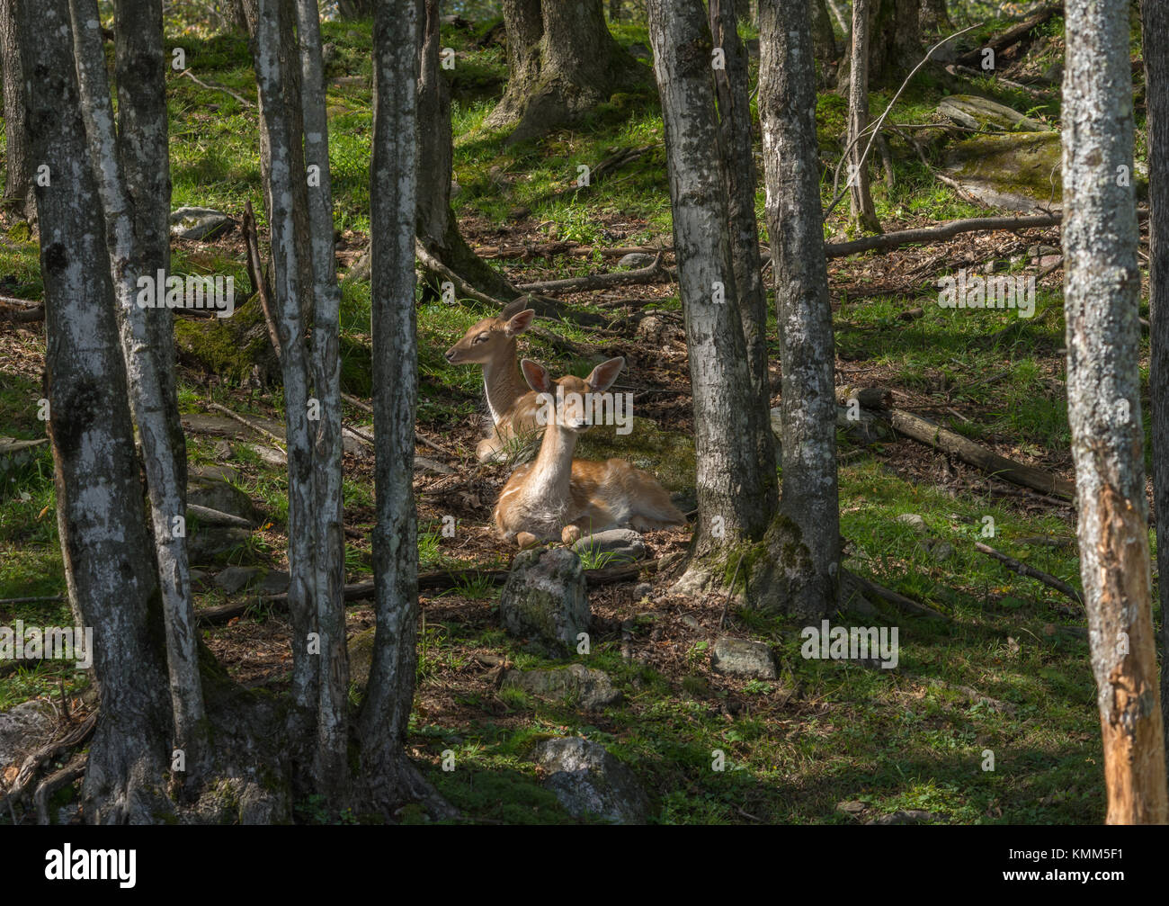 Deer enjoying a summer day Stock Photo - Alamy
