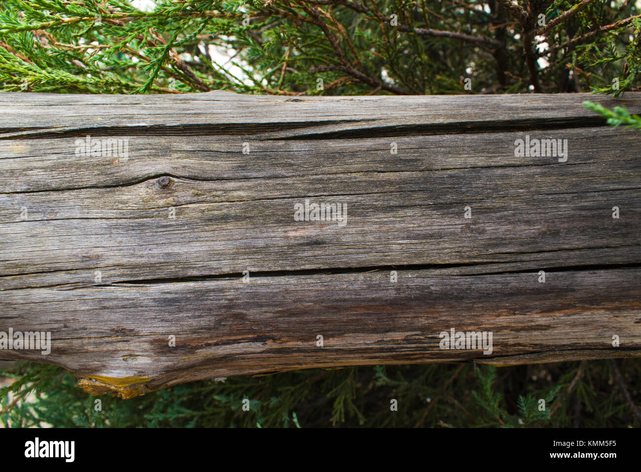 The trunk is isolated from the background Stock Photo - Alamy
