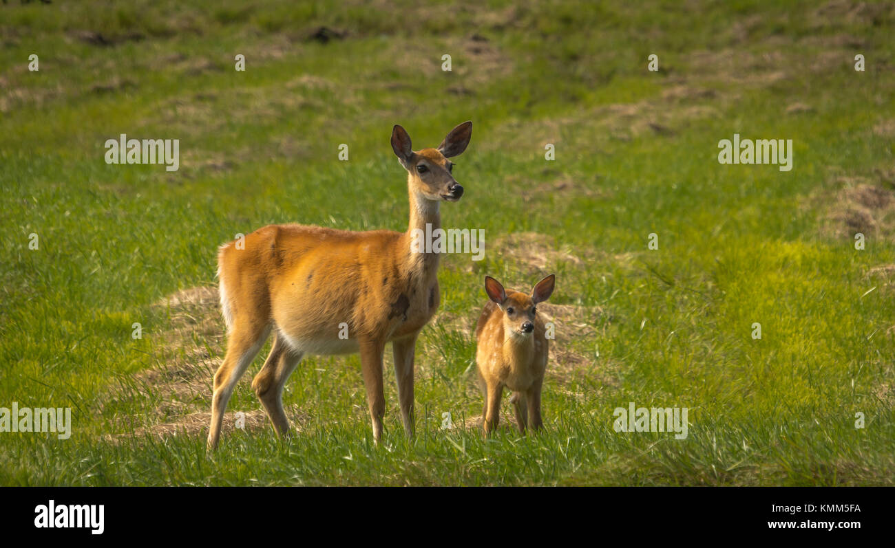 Deer enjoying a summer day Stock Photo - Alamy