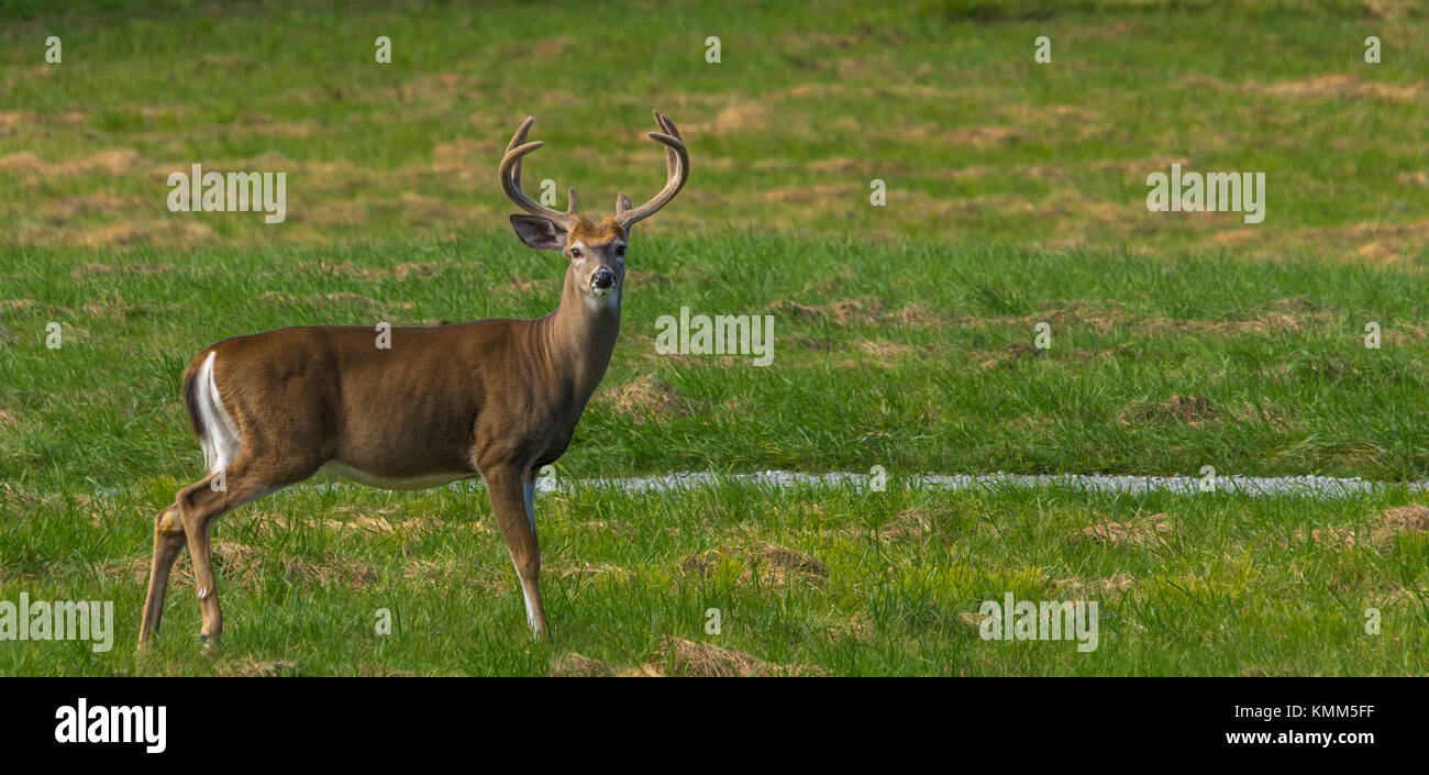 Deer enjoying a summer day Stock Photo - Alamy