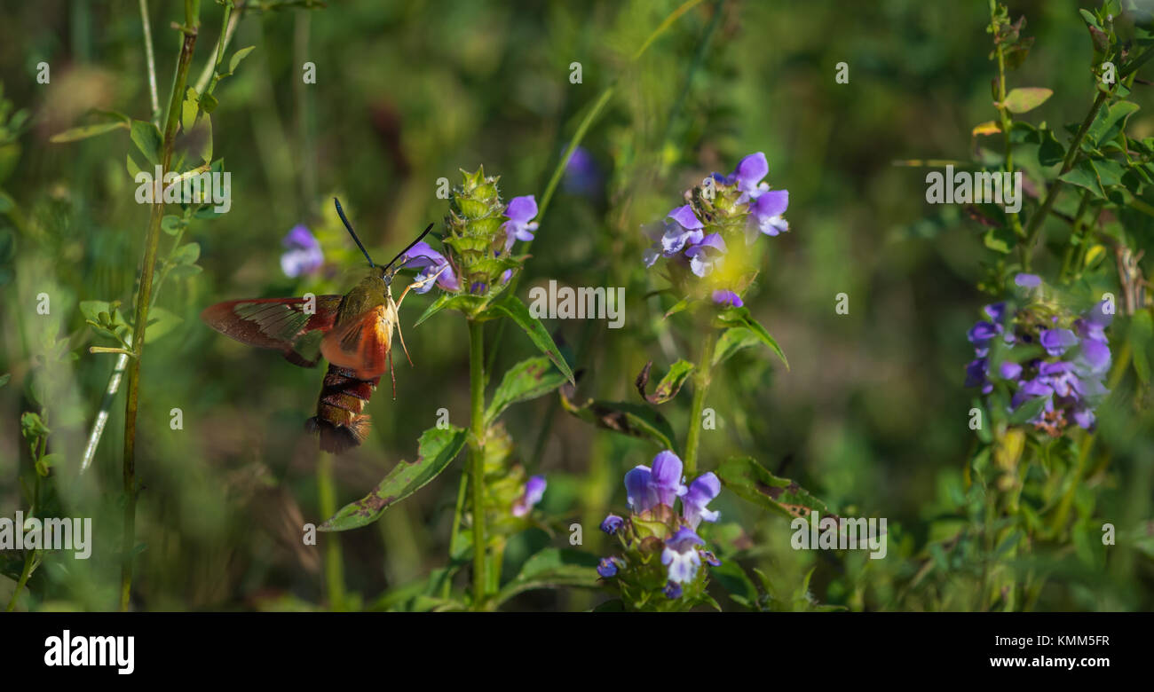 Hummingbird moth hunting for nector Stock Photo - Alamy