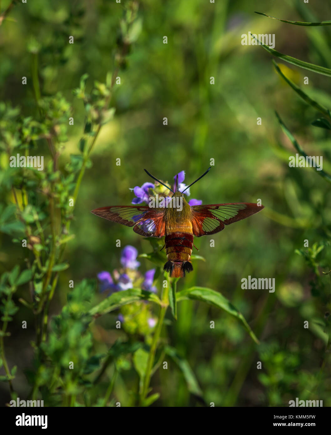 Hummingbird moth hunting for nector Stock Photo - Alamy