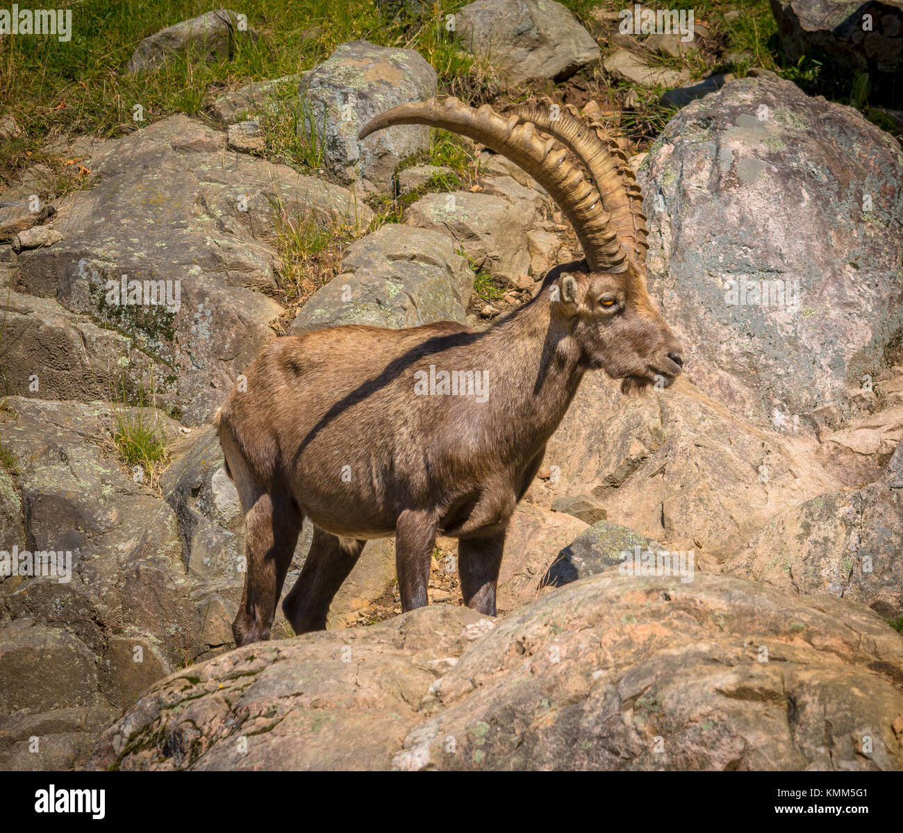 Alpine Ibex Climbing