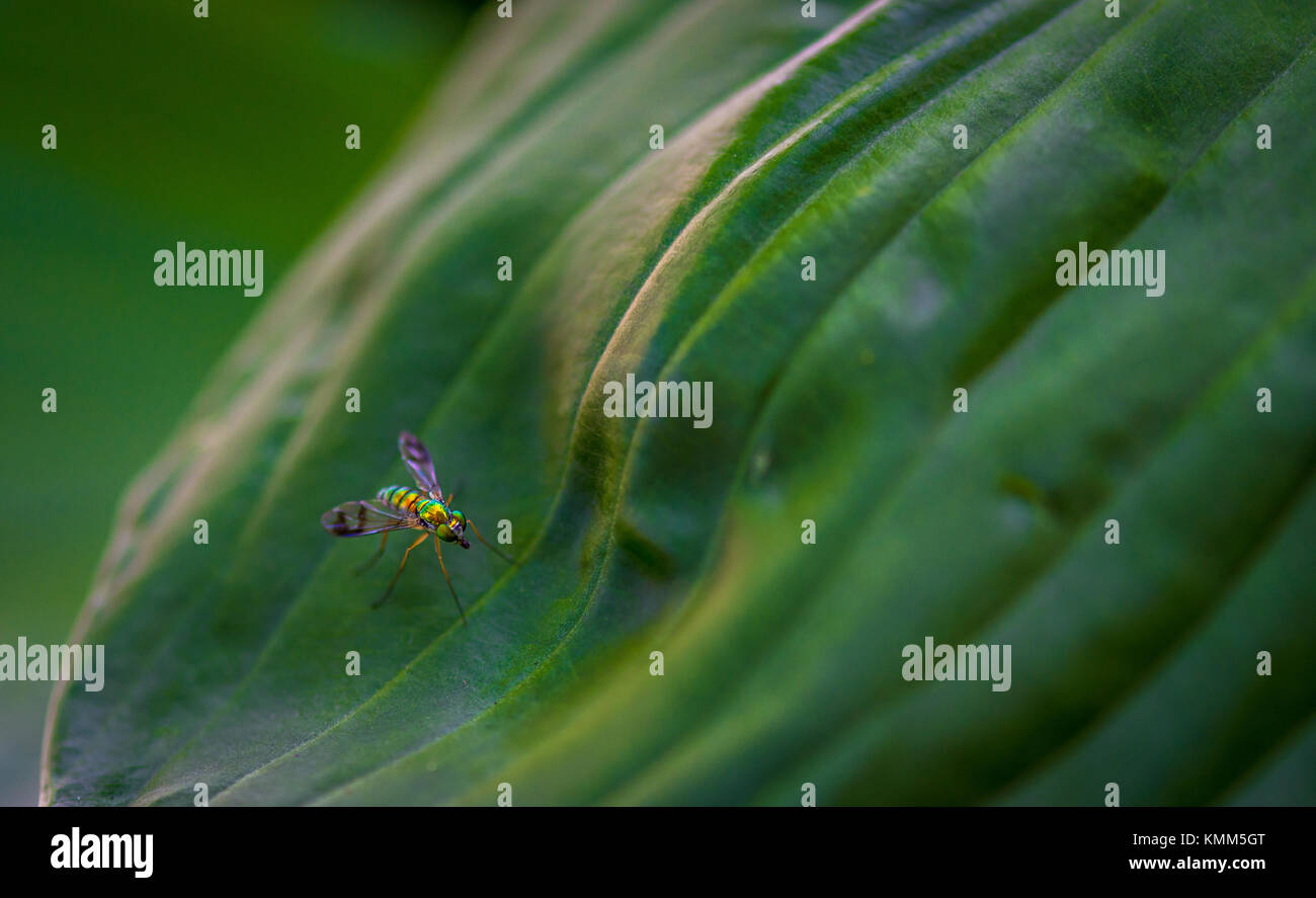 Multi legged animals hi-res stock photography and images - Alamy