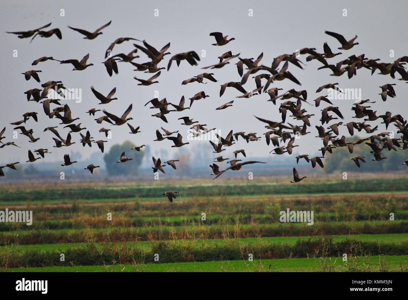 A flock of Aleutian cackling geese and snow geese fly together at the ...
