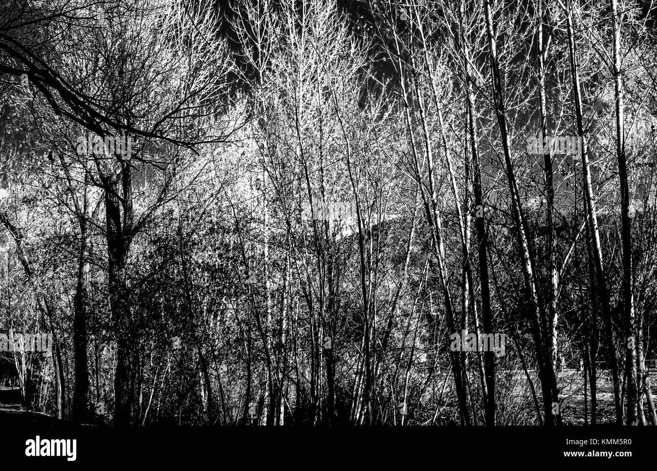 Treeline And Tree And Mountain Stock Photos & Treeline And Tree And ...