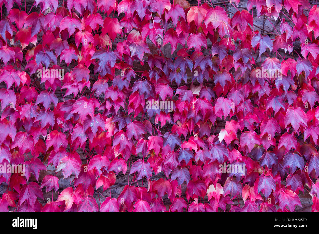 Autumn background. Brick wall wallpaper with maple leaves. Creeper ...