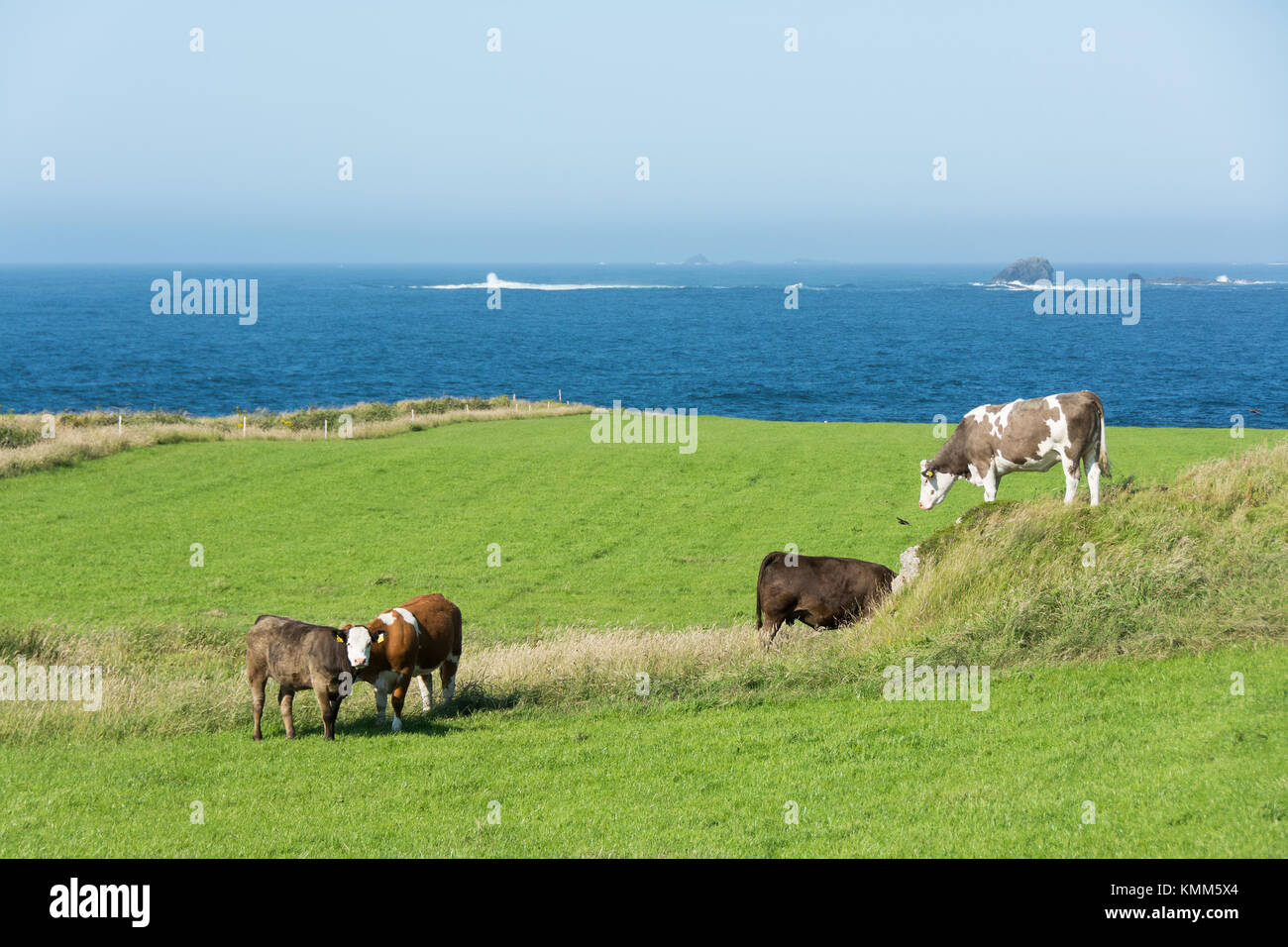 Landscapes of Ireland. Malin Head in Donegal. Cows grazing Stock Photo ...