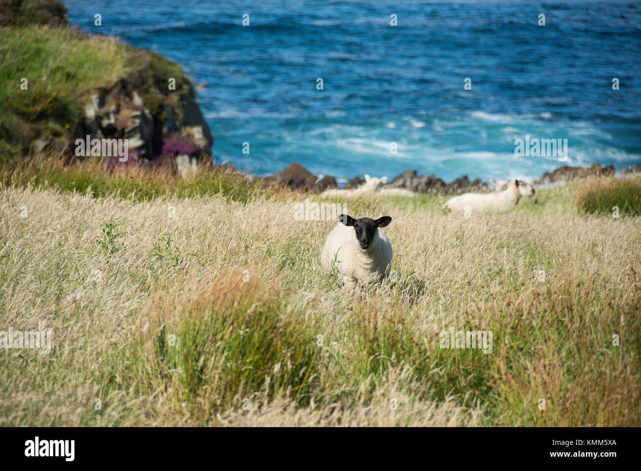 Landscapes of Ireland. Malin Head in Donegal. Sheep grazing Stock Photo ...