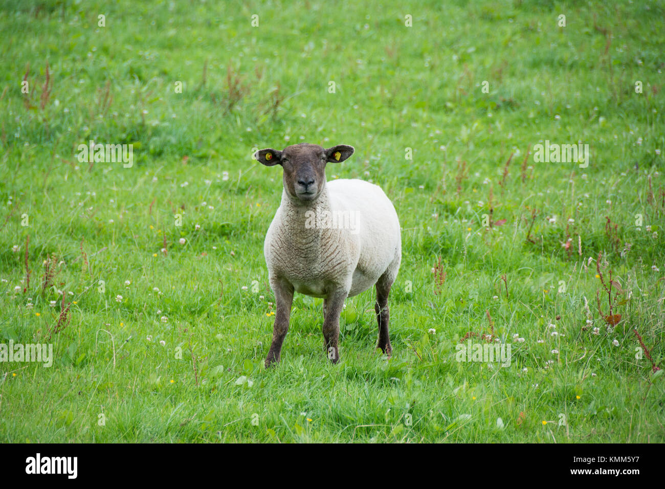 Landscapes of Ireland. Sheep grazing, Galway county Stock Photo - Alamy