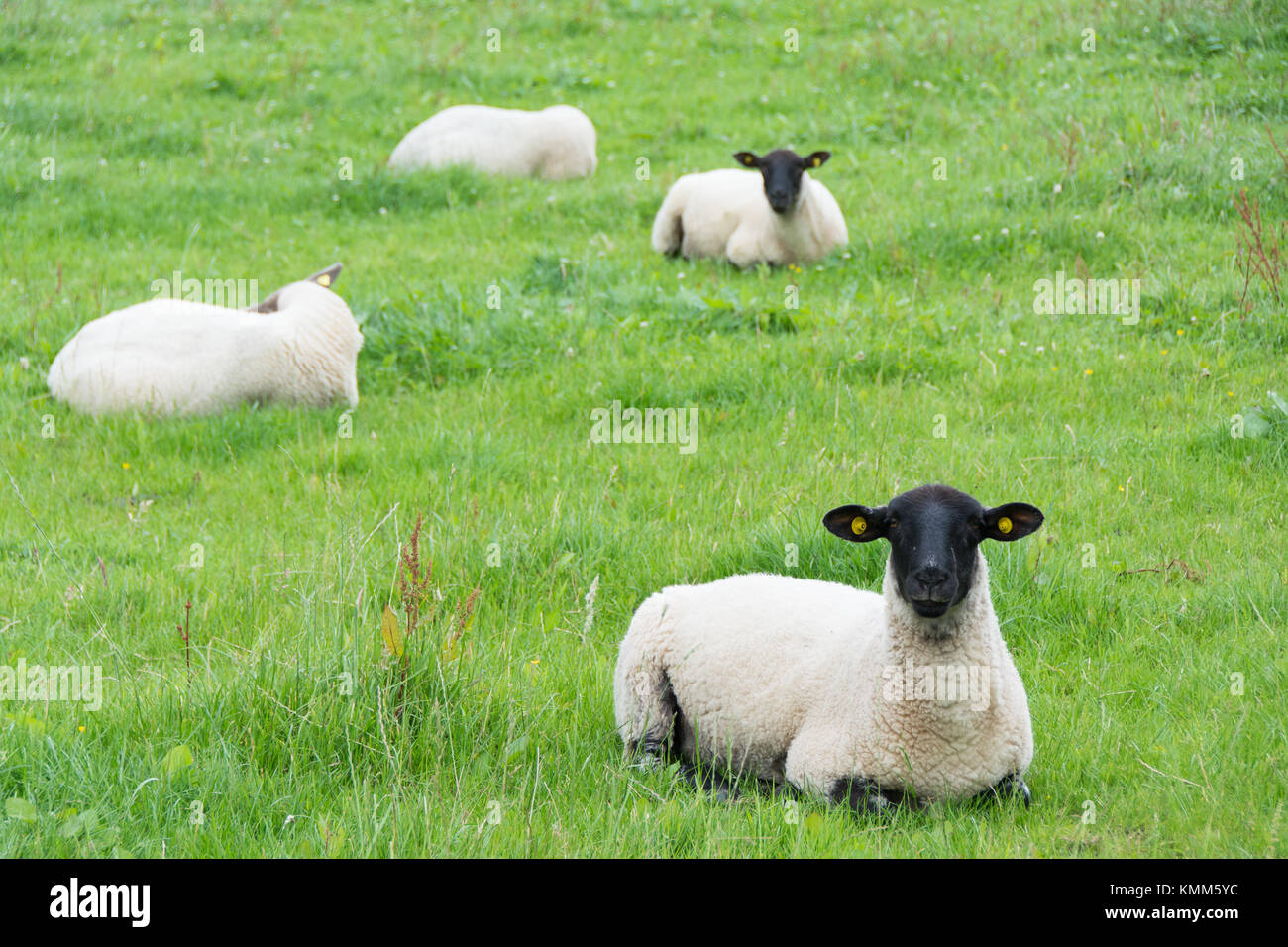 Landscapes of Ireland. Sheep grazing, Galway county Stock Photo - Alamy