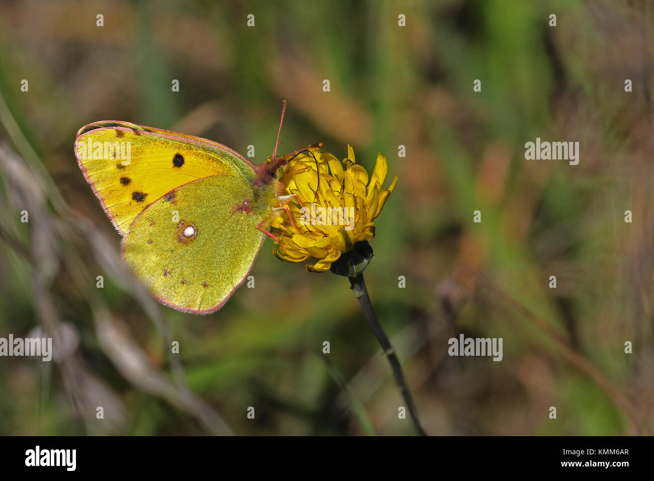 male pale clouded yellow butterfly Latin name colias hyale from the ...
