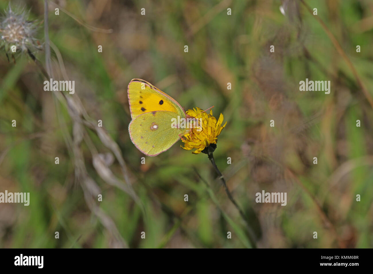 male pale clouded yellow butterfly Latin name colias hyale from the ...