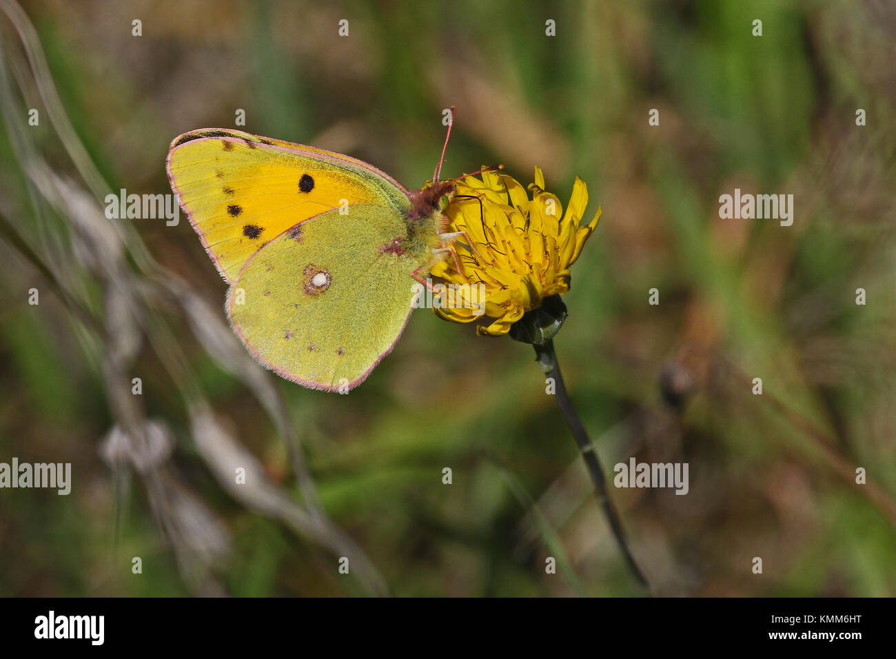 Clouded Yellow Butterfly