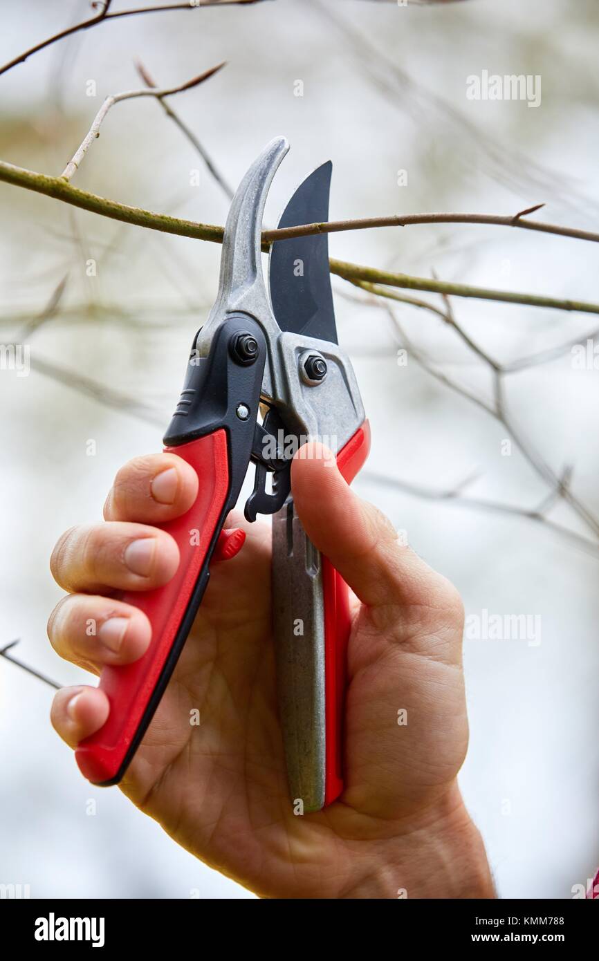 Hand pruning tool hi-res stock photography and images - Alamy