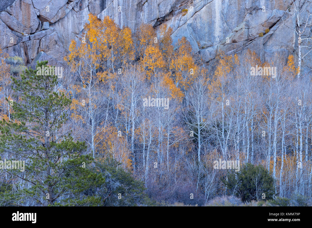 Aspen trees (Populus tremuloides) in their fall foliage, June Lake Loop ...