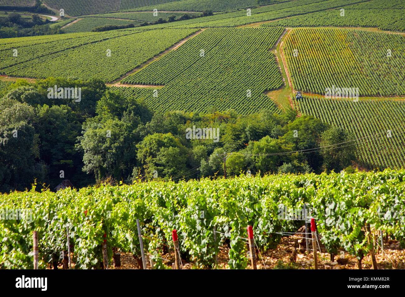 Burgundy france vineyard hi-res stock photography and images - Alamy