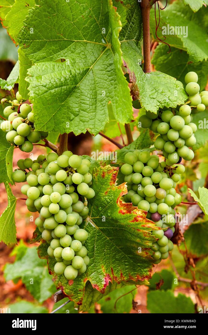 Burgundy pinot noir france hi-res stock photography and images - Alamy