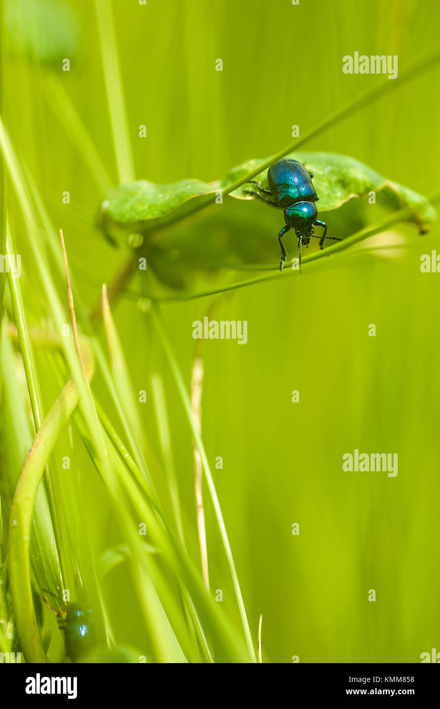macro photography of an unknown beetle summer beetle nature of the Far ...