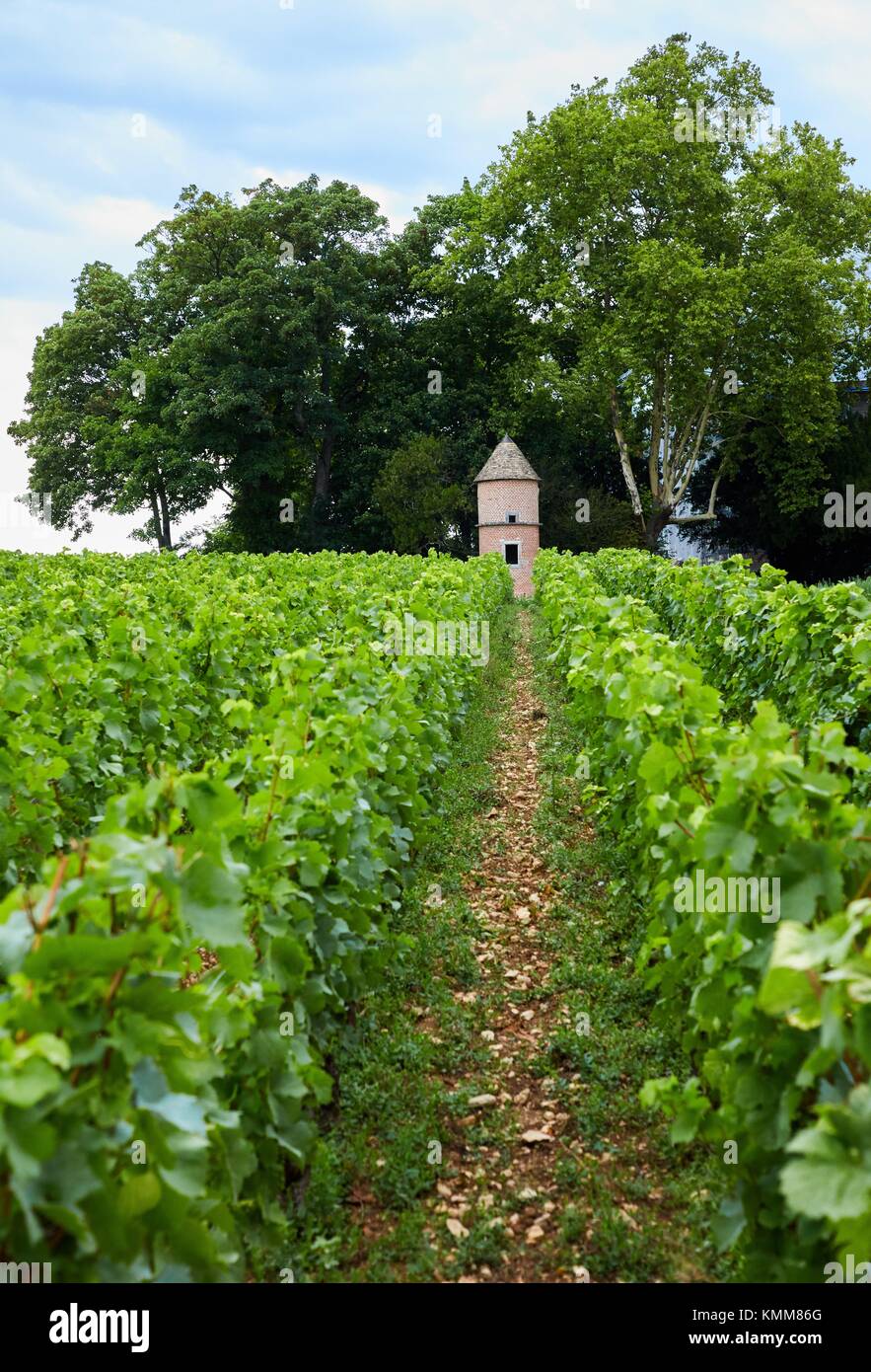 Pommard Grape High Resolution Stock Photography and Images - Alamy