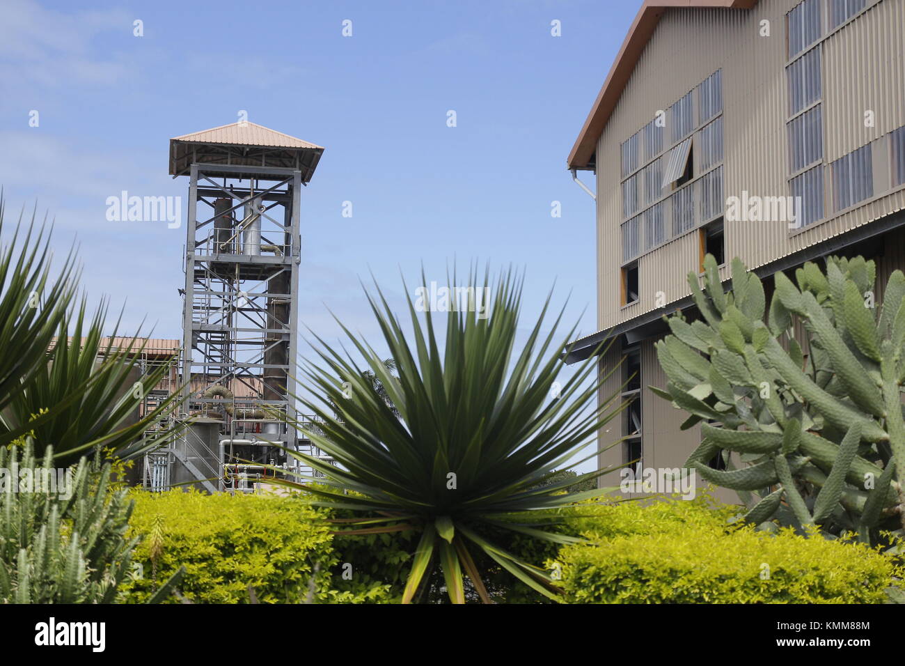 The Artisanal Distillery, The sugar cane that goes into their making is ...