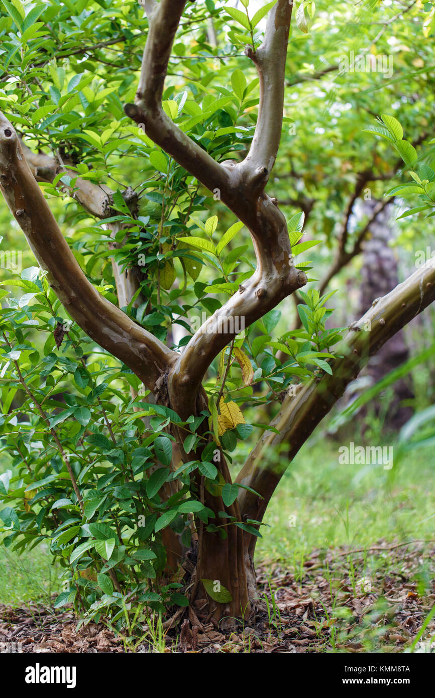 Tree trunk in forest Stock Photo - Alamy