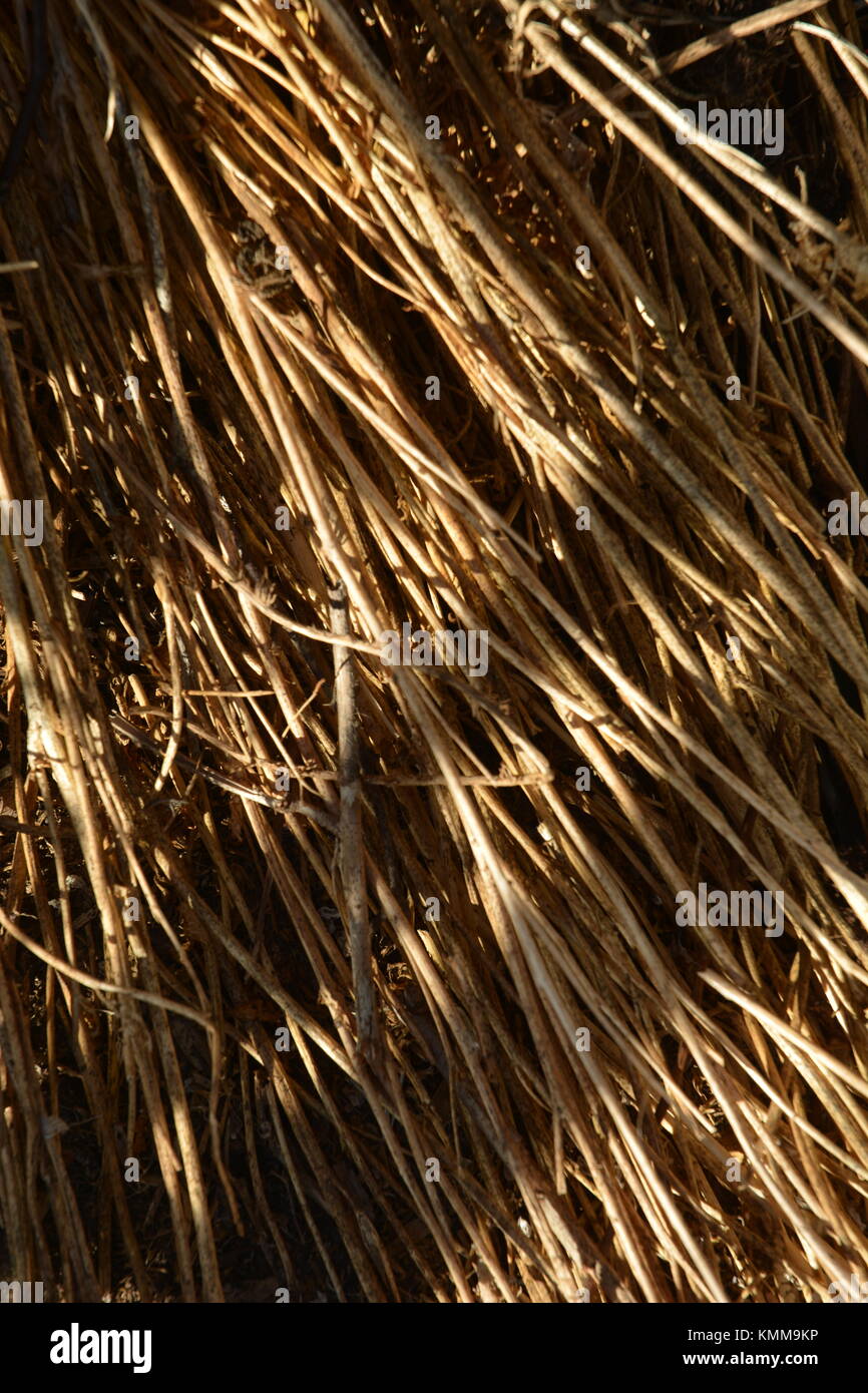 Dried plant stems hi-res stock photography and images - Alamy