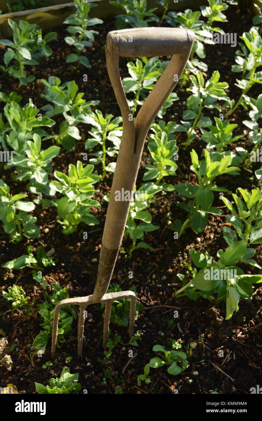Garden Fork amongst Broad Bean Plants Stock Photo - Alamy