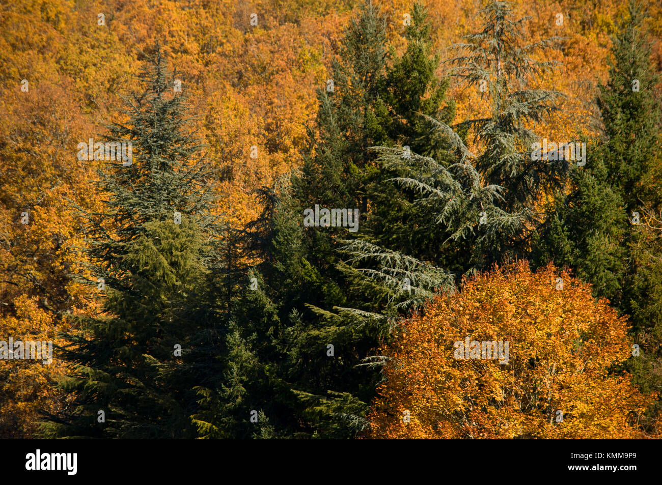 Scrub oak hi-res stock photography and images - Alamy