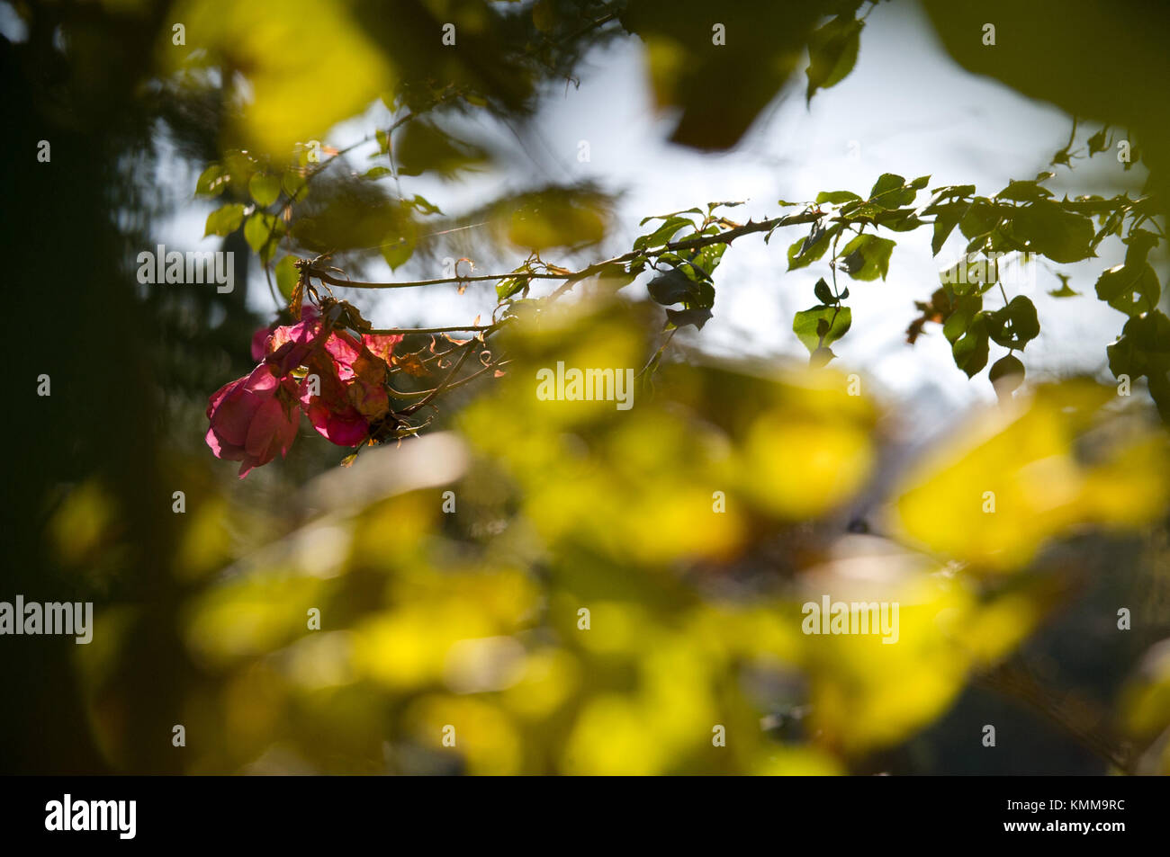 Dying rose flower Stock Photo - Alamy