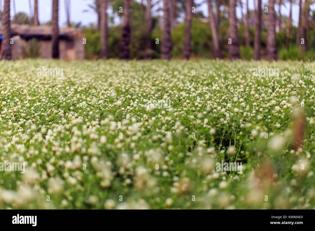 Crop field egypt hi-res stock photography and images - Alamy
