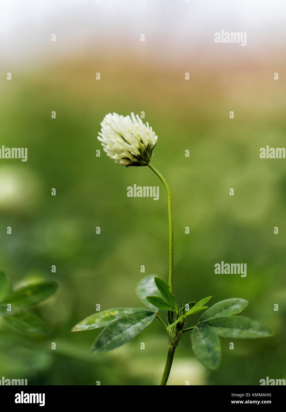 Close up of the small white alfalfa flower Stock Photo - Alamy
