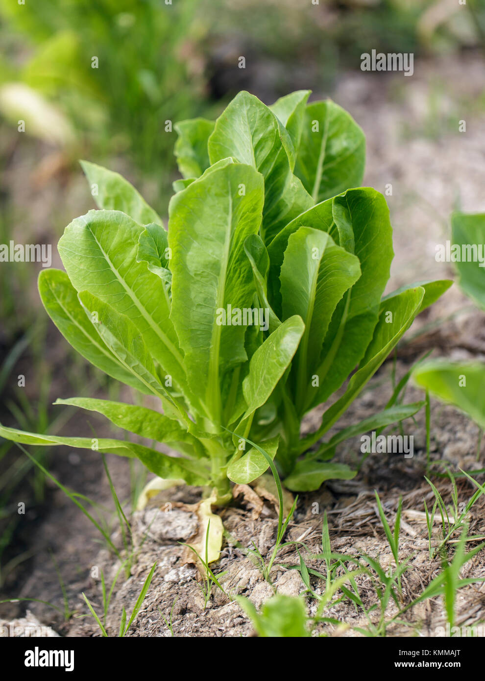 Fresh lettuce in farm Stock Photo - Alamy