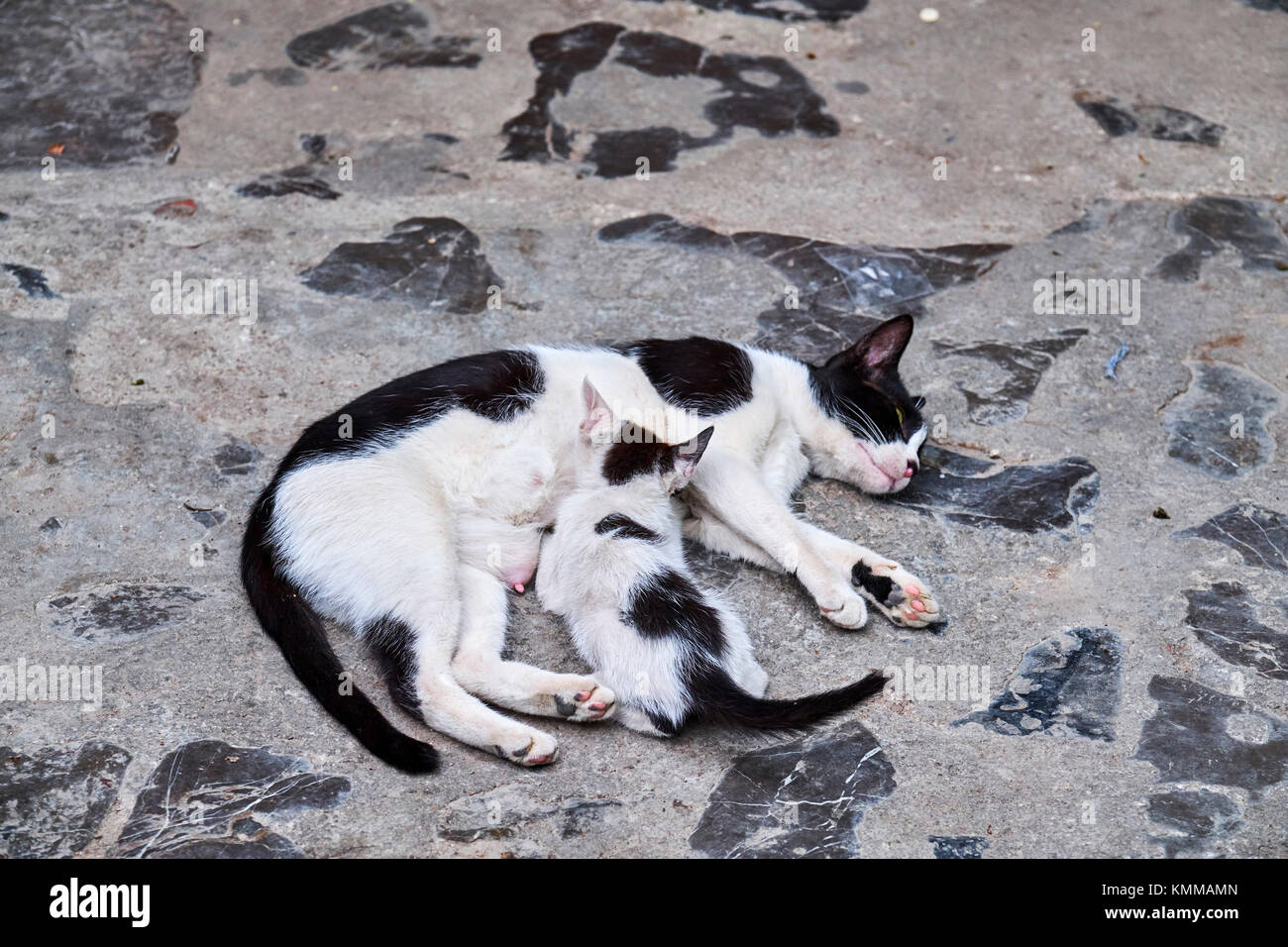 Morocco, Rif area, Chefchaouen (Chaouen) town, the blue city, street ...