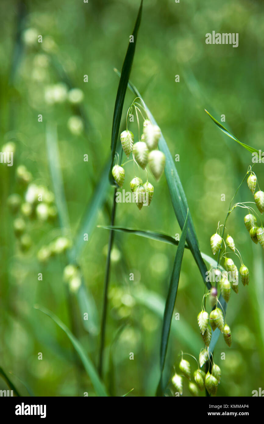 Quaking Grass Plant Stock Photo - Alamy